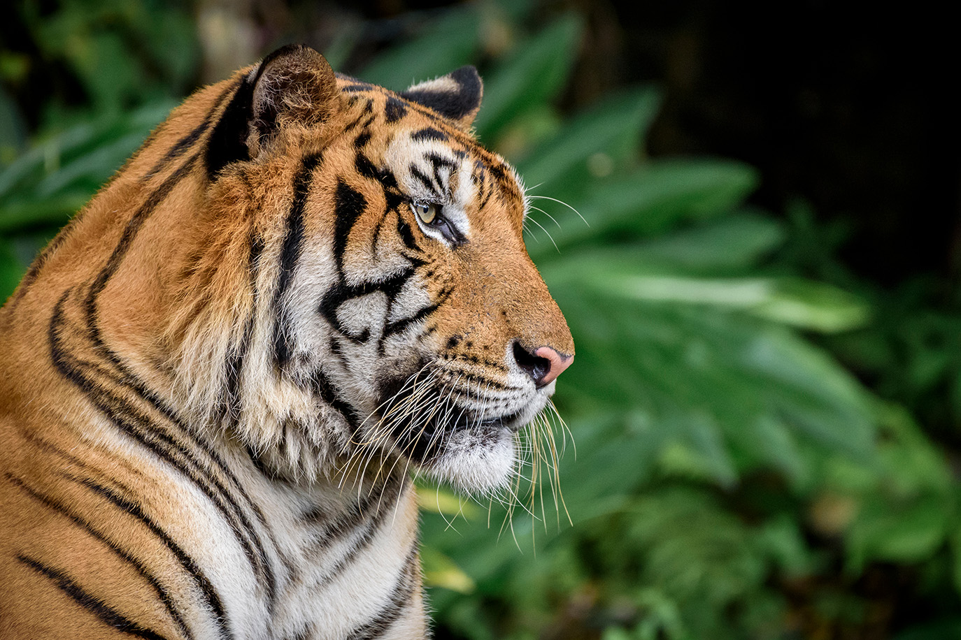 Warhols, Tigers and Monkees, Oh My! – The Tenth Circuit Applies the ...